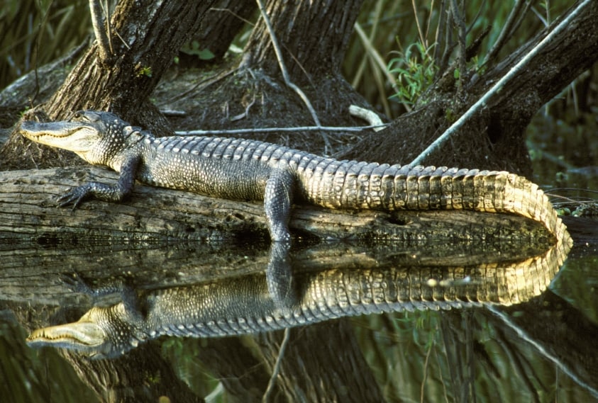 Alligator Rescued From Ohio River | Palmetto Wildlife Extractors