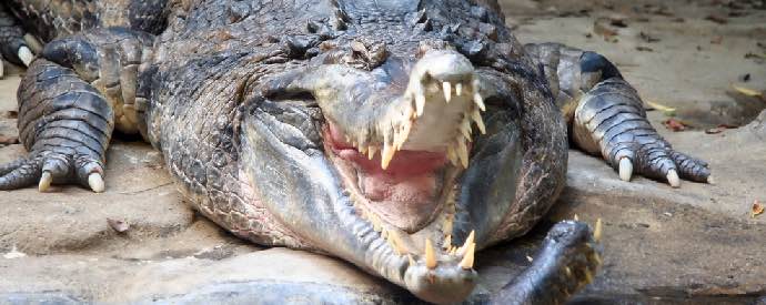 Deadly Alligator Attacks Are Increasing In South Carolina | Palmetto ...