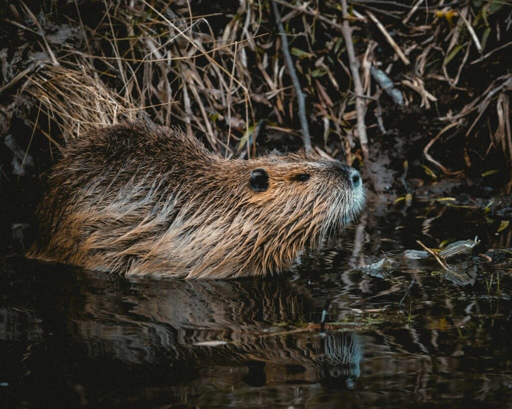 Professional Beaver Removal & Damage Control | SC & NC | Palmetto ...